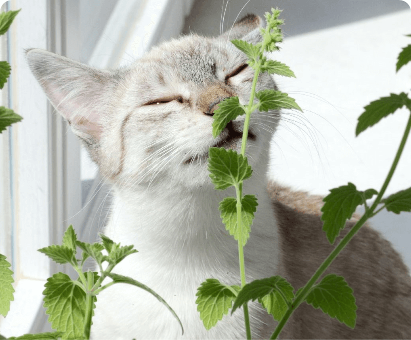 Como plantar, colher e consumir a Catnip (erva dos gatos) na bBox ...