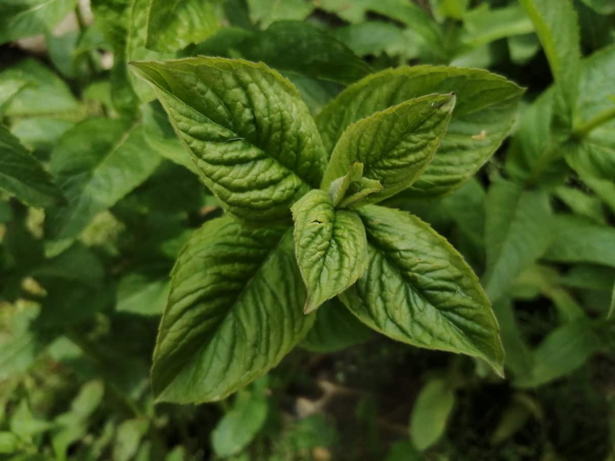 Hortelã: conheça seus benefícios e aprenda a cultivar! - Blog Brota Company